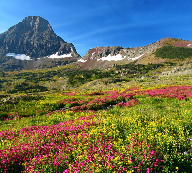 Alpine Meadows stock photo. Image of summer, grass, mountains - 1863720