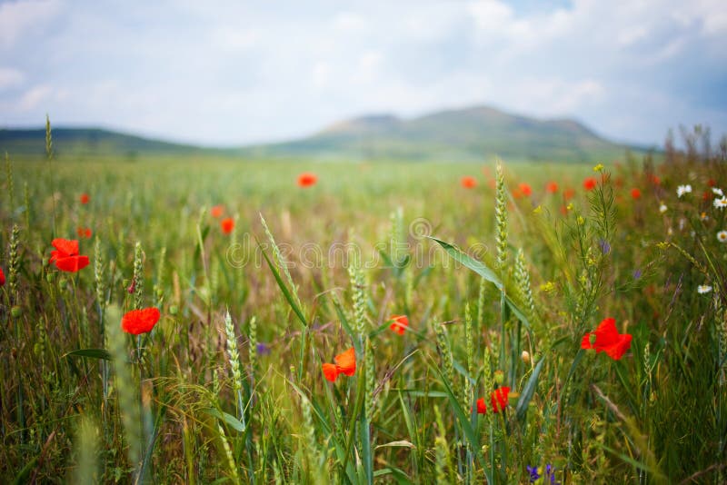 Alpine meadows with poppy stock image. Image of flora - 28863891