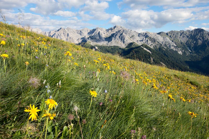 Alpine meadows stock image. Image of spring, grassland - 34453413