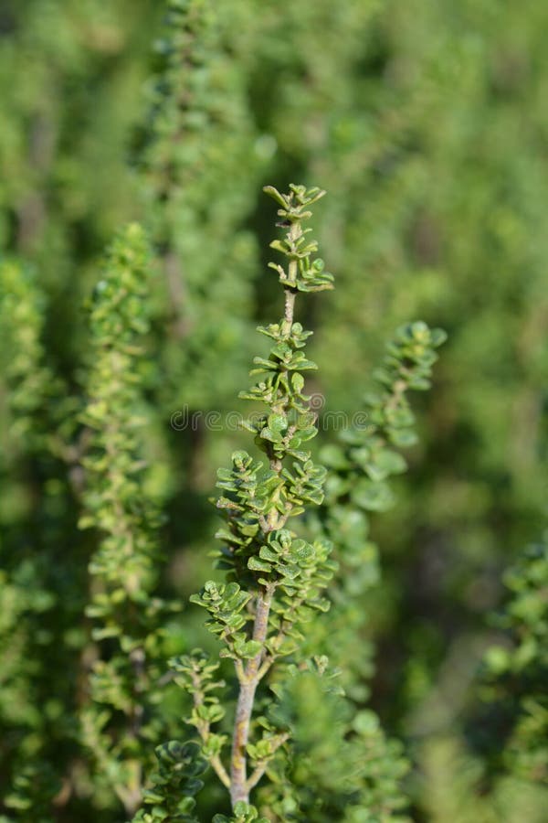 Alpine mint bush stock photo. Image of nature, evergreen - 147692194