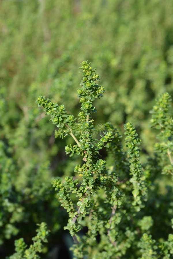 Alpine mint bush stock photo. Image of spring, shrub - 142494428