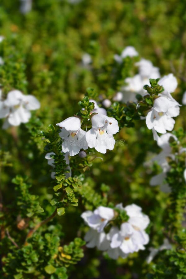 Alpine mint bush stock photo. Image of nature, evergreen - 147692194