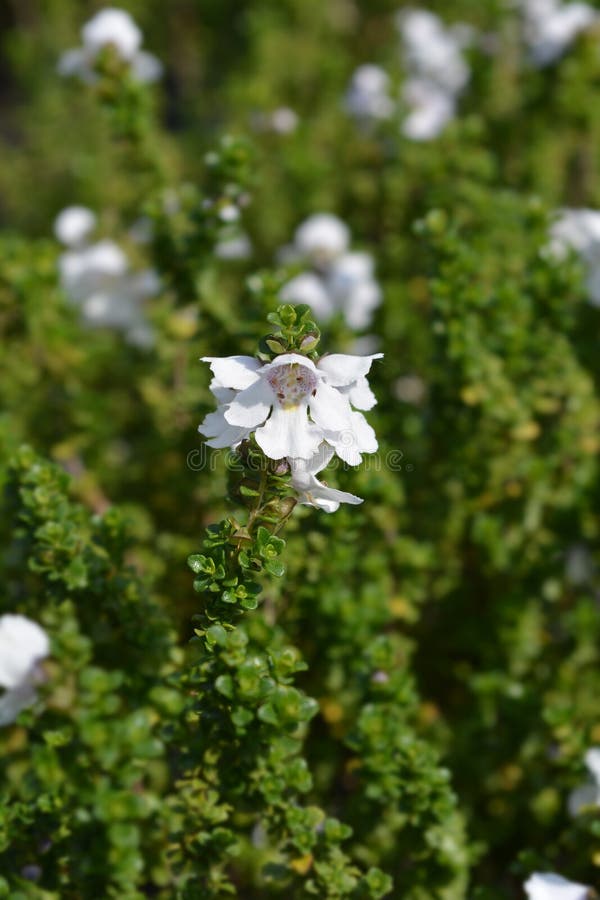 Alpine mint bush stock photo. Image of nature, evergreen - 147692194