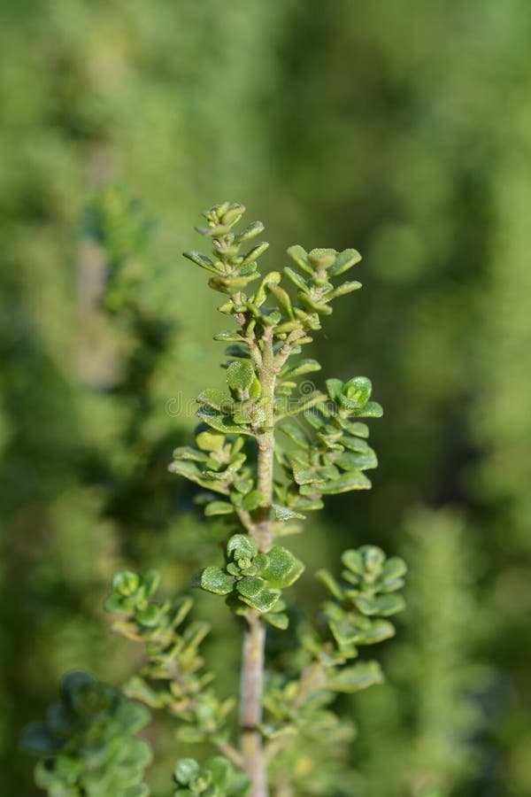 Alpine mint bush stock photo. Image of nature, evergreen - 147692194