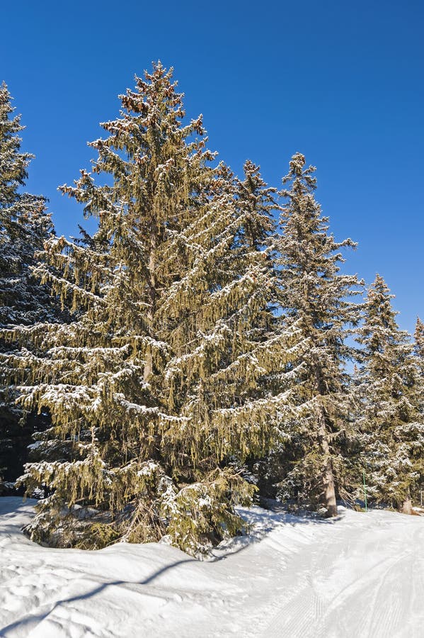 Alpine Mountain with Snow Covered Conifer Trees Stock Photo - Image of ...