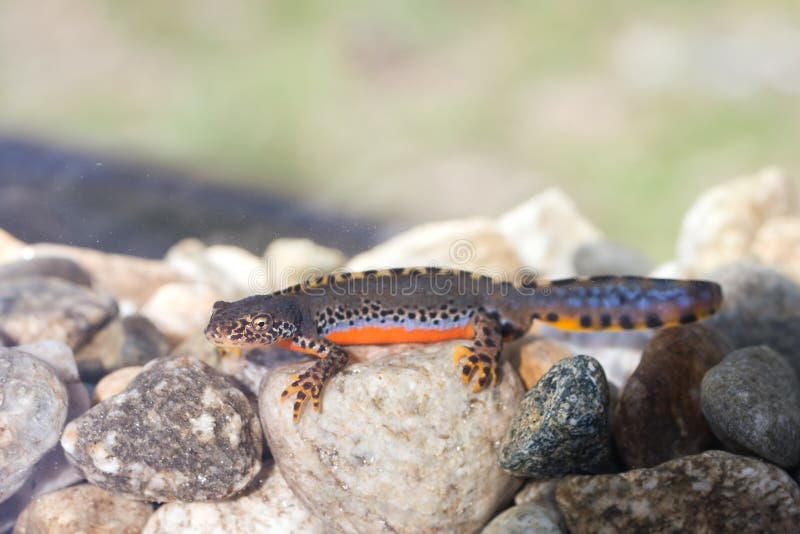 Alpine newt stock image. Image of spot, water, newt, gras - 1003691
