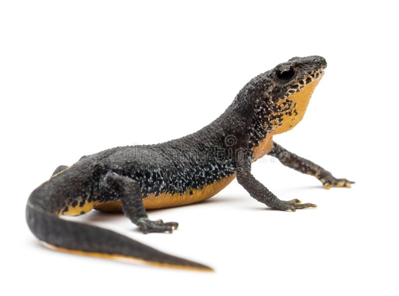 Alpine Newt, Ichthyosaura Alpestris Stock Image - Image of length ...