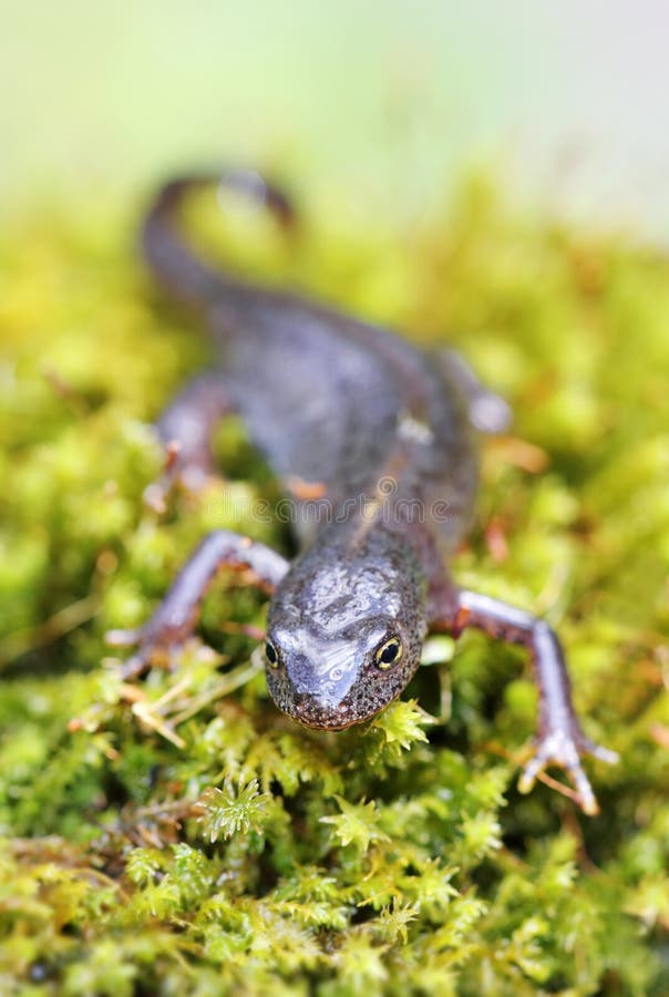 Alpine Newt Macro on Green Moss Stock Image - Image of amphibian ...