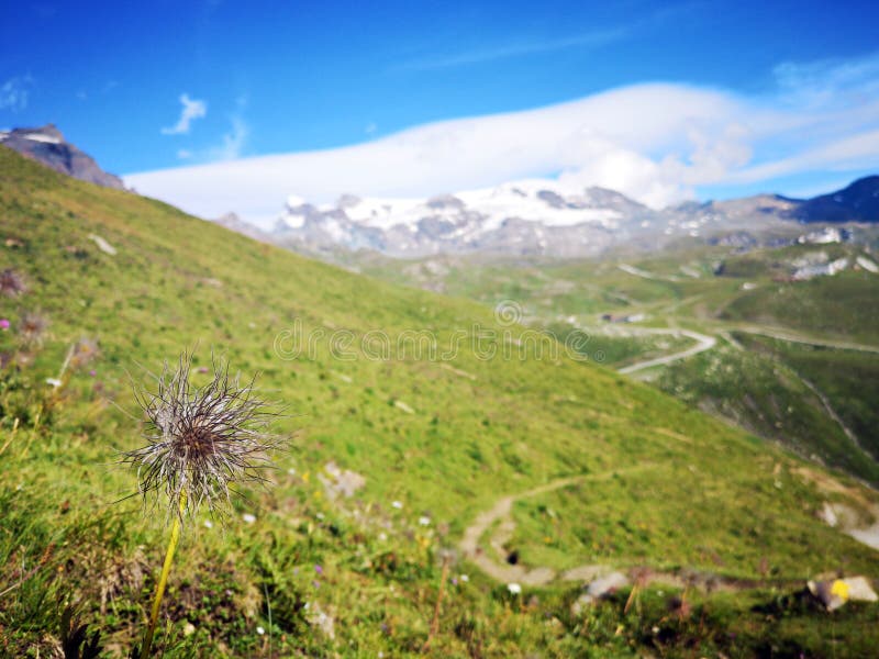 Fruit of the Alpine Pasqueflower in the Mountains Stock Photo - Image ...