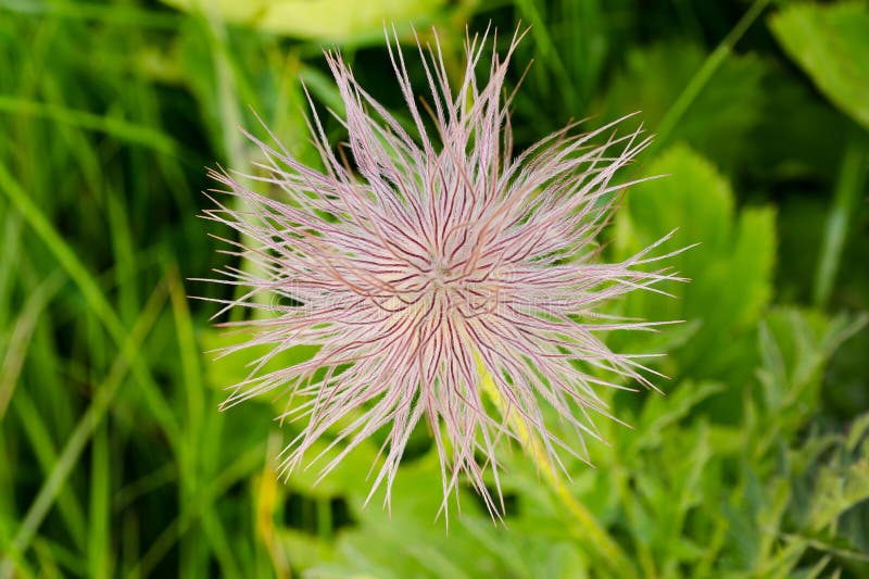 Alpine anemone fruit stock image. Image of bloom, flora - 113045945