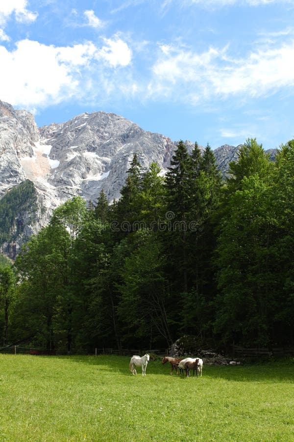 Alpine Pasture with Grazing Horses Stock Photo - Image of tourism ...