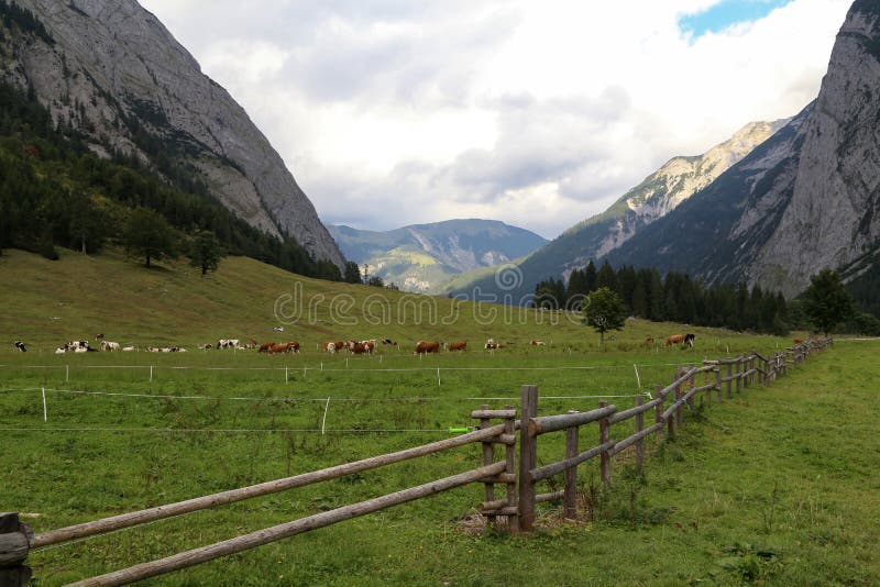 Alpine Pastures and Grasslands of the Alptal Valley and on the ...