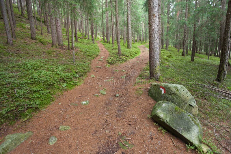 Alpine path stock photo. Image of green, path, lichens - 49347158