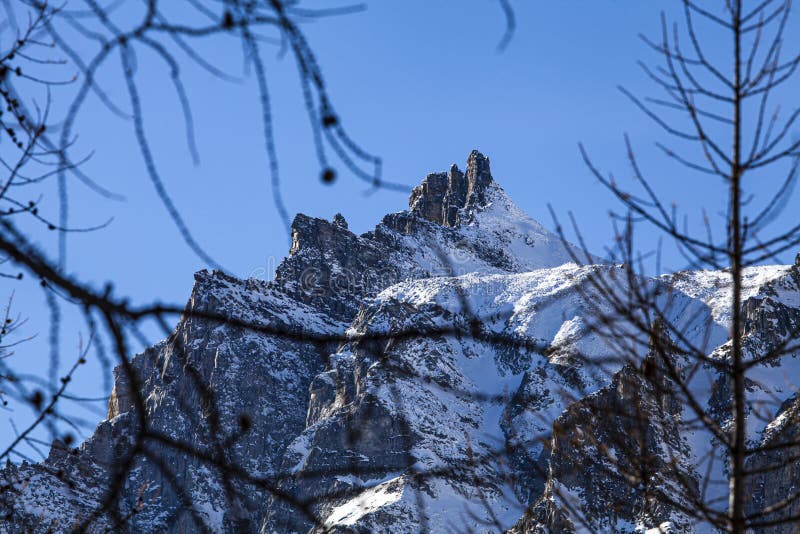 Alpine Peak among the Dead Branches Stock Image - Image of january ...