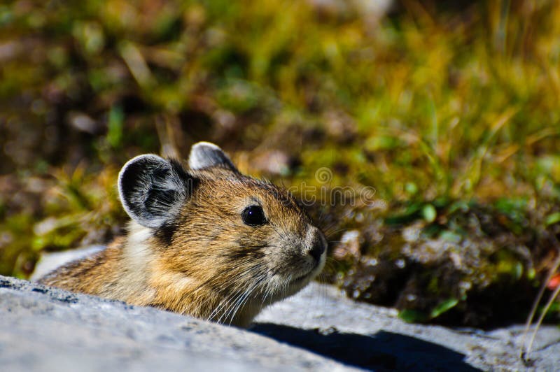 Alpine Pika stock image. Image of pika, mountain, furry - 29475225