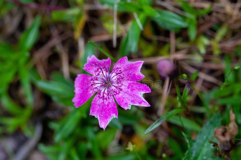 Alpine Pink, Dianthus Alpinus Stock Photo - Image of meadow, closeup ...