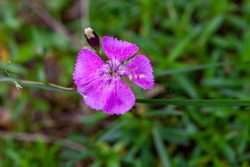 Alpine Pink, Dianthus Alpinus Stock Photo - Image of pink, closeup ...