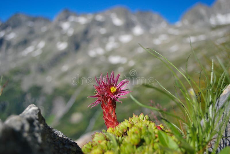 Alpine plant stock image. Image of sunny, beauty, landscape - 13482913