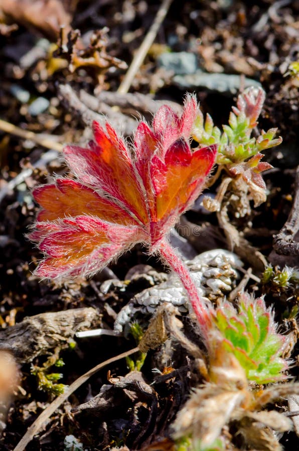Alpine Plant, Alpine Meadow Stock Photo - Image of bloom, trail: 71718436