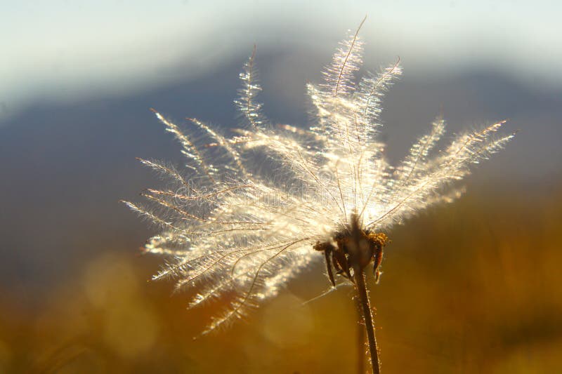 Alpine plant stock image. Image of mountains, light, small - 36738959