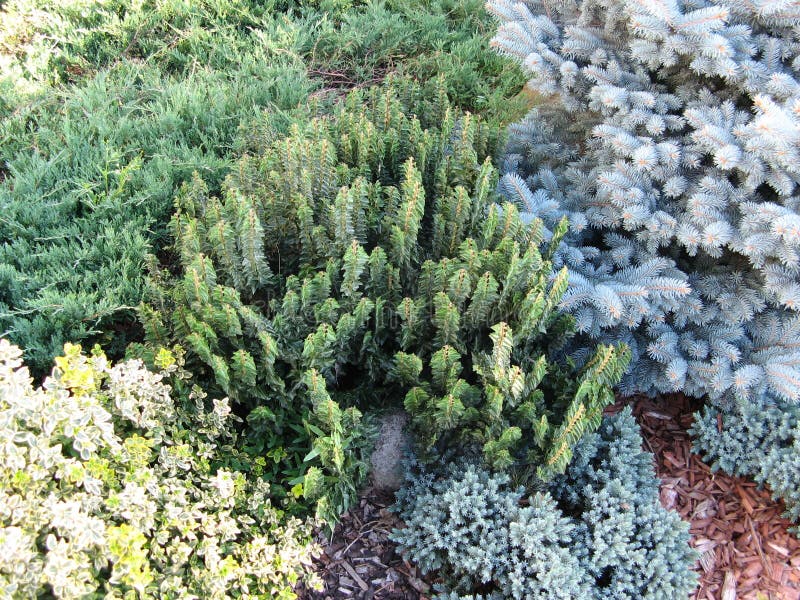 Alpine Plants Picture. Image: 91770168