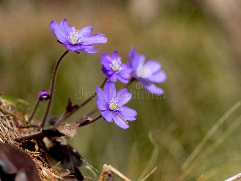 Alpine Purple Flower with Defocused Background Stock Photo - Image of ...