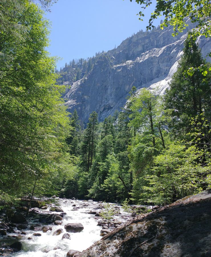 Alpine River Flowing through Forest Stock Photo - Image of environment ...