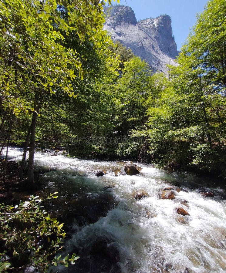 Alpine River Flowing through Forest Stock Photo - Image of countryside ...