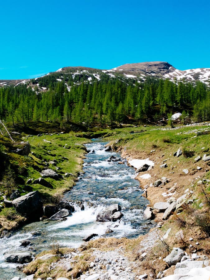 Alpine River Stream Flowing among Alpine Meadows of the Devero a Stock ...