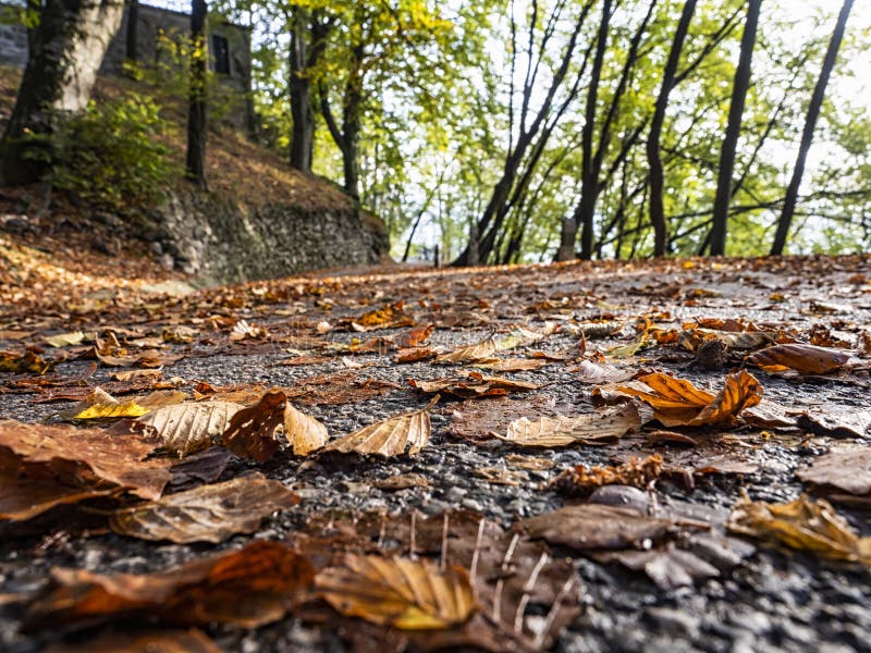 Alpine Road in Autumn with Leaves on the Ground Stock Image - Image of ...