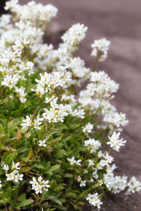Alpine Rock-Cress stock photo. Image of arabis, vertical - 25858184