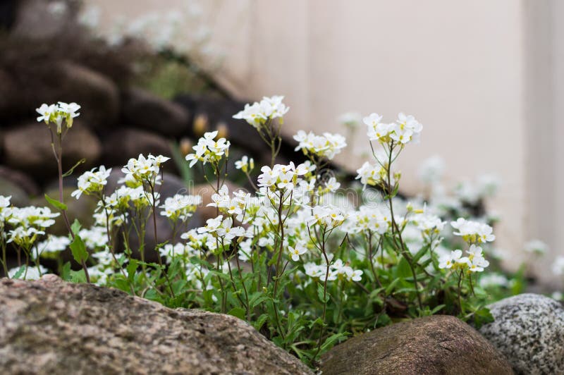 Alpine Rockcress. Alpine Hill with Spring Flowers. Stock Image - Image ...