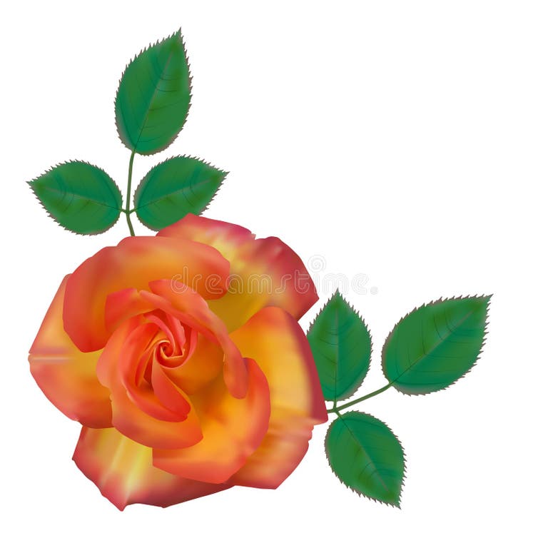 Alpine Rose Stock Illustrations – 509 Alpine Rose Stock Illustrations ...