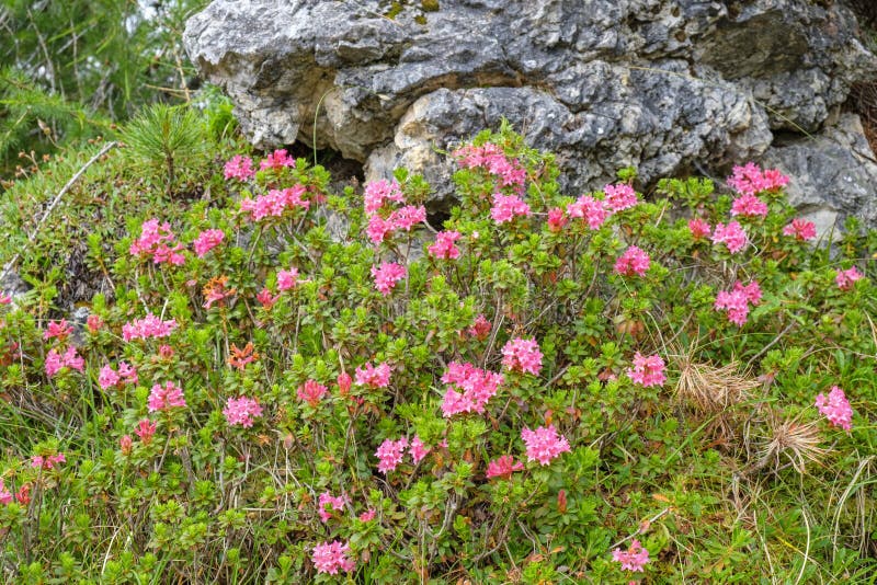 Alpine Rose on Mt. Gerlitzen Stock Photo - Image of june, annenheim ...