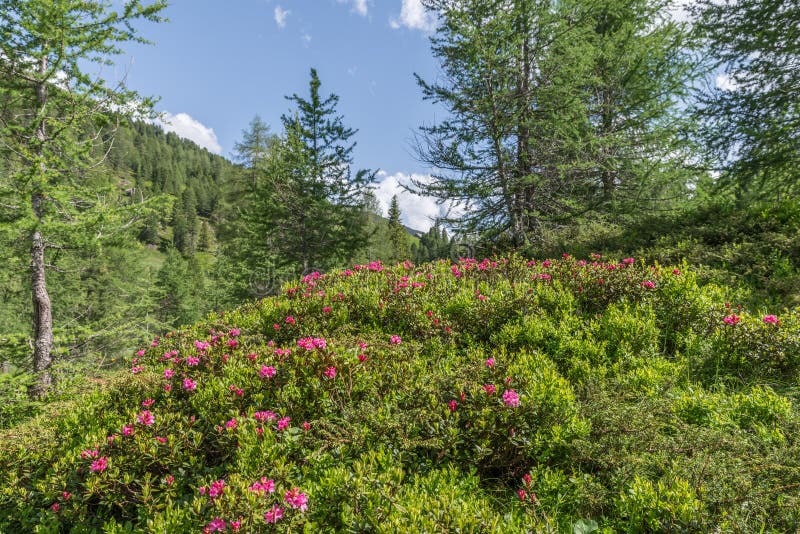 Alpine Rose Bush in the Alps, Austria Stock Image - Image of alpine ...