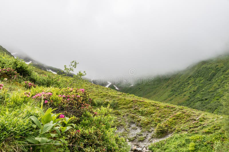 Alpine Rose Bush and Mist in a Valley in the Alps, Austria Stock Image ...