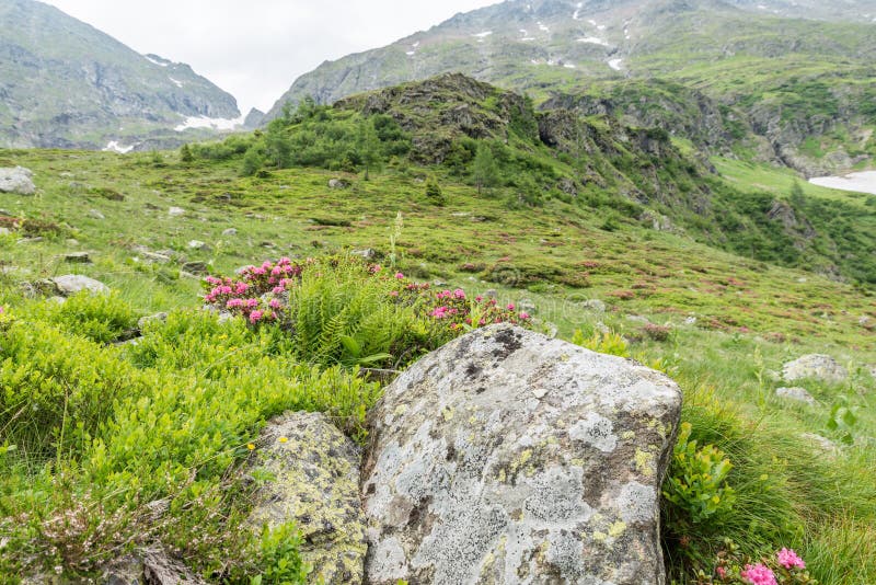 Alpine Rose Bush and Mist in a Valley in the Alps, Austria Stock Photo ...