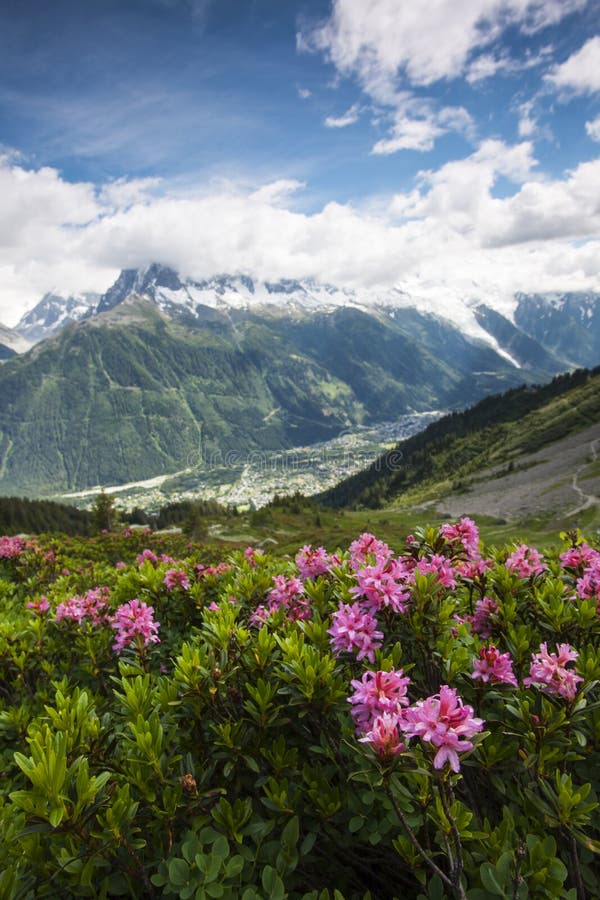 Alpine Rose on Mt. Gerlitzen Stock Photo - Image of june, annenheim ...