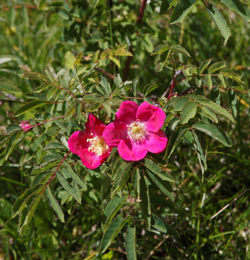 Alpine Rose stock photo. Image of flowers, close, mountain - 46245436