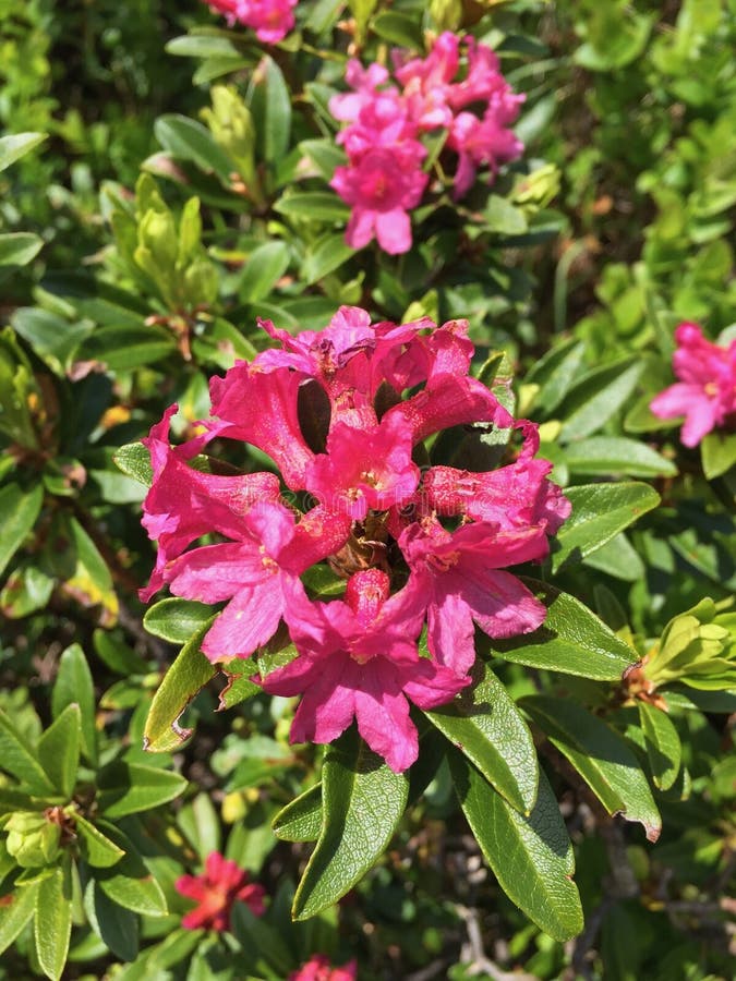 Alpine Rose stock image. Image of alpenrose, rose, alps - 94447769
