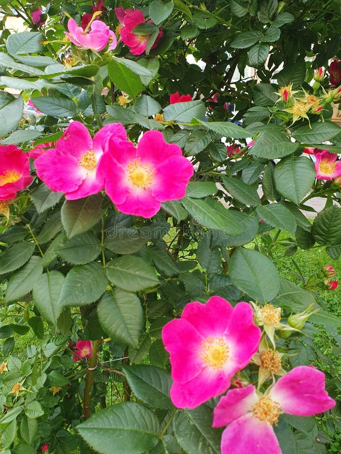 The Alpine Rose Has Simple Bright Pink Flowers with a Light Center ...
