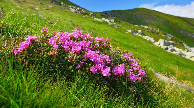 Alpine rose stock image. Image of hill, flowers, picturesque - 56641113