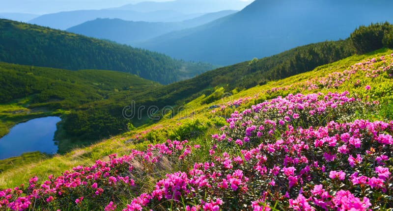 Alpine rose stock photo. Image of meadow, mountains, flowers - 56641104