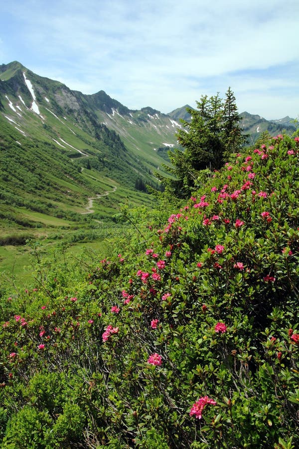 The alpine roses stock image. Image of alps, mountains - 25522115