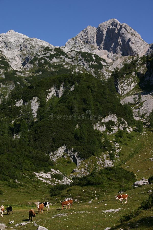 Alpine scene with cows stock image. Image of hike, alps - 2907015