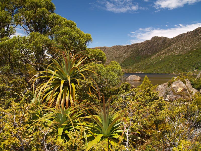 Alpine Scenery in Mt Field National Park Stock Photo - Image of outdoor ...