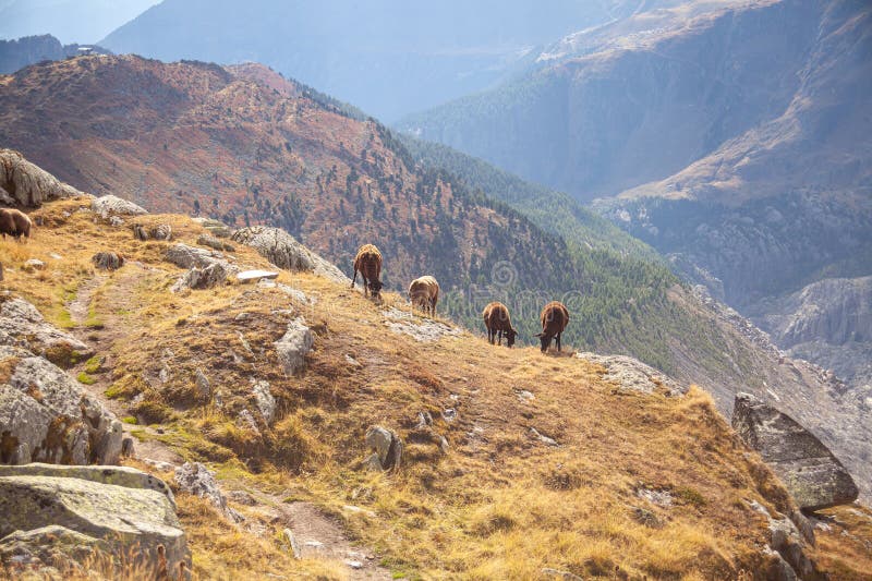 Alpine Sheep Grazing on the Slope of the Mountain in Autumn Stock Photo ...