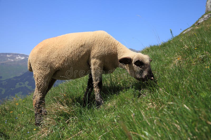 Alpine sheep stock photo. Image of farm, gstaad, peace - 48129418