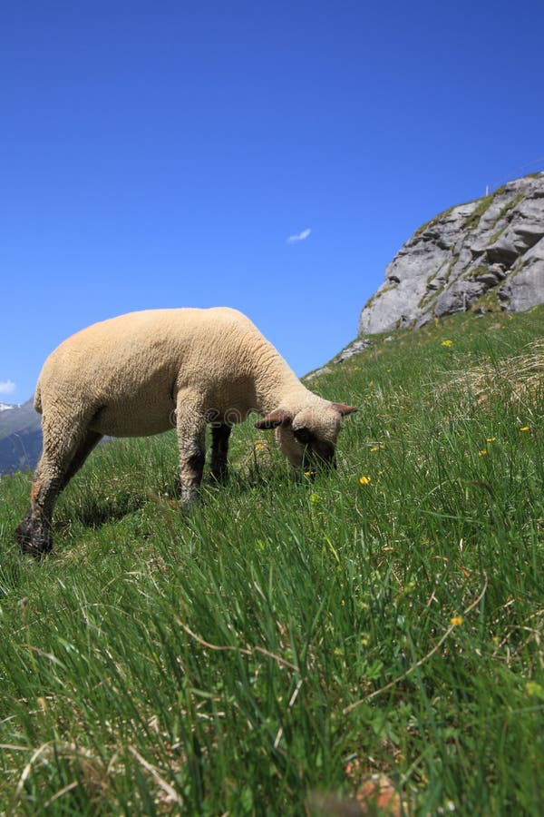 Alpine sheep stock photo. Image of grindelwald, flower - 48129426