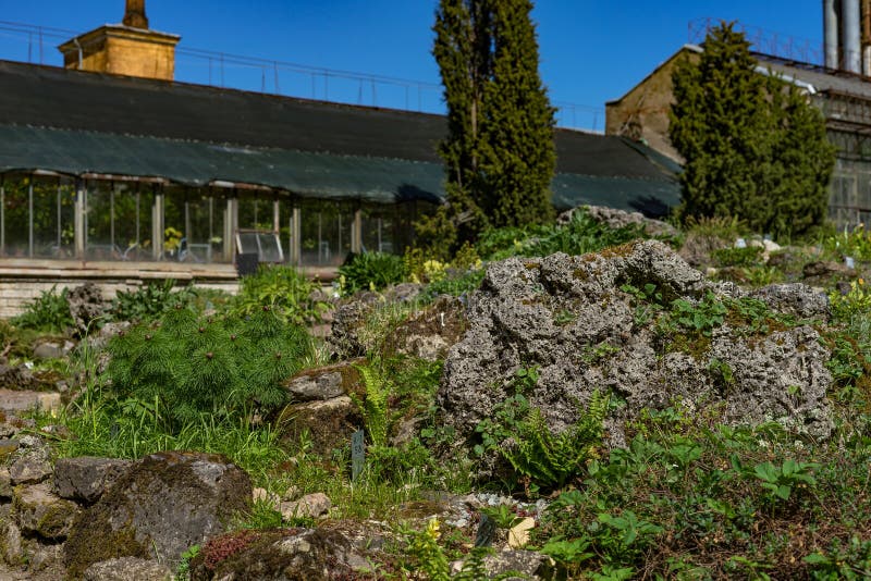 Alpine Slide of Evergreens in the Landscape Design of the Park Stock ...